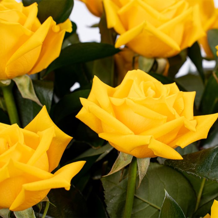 yellow roses