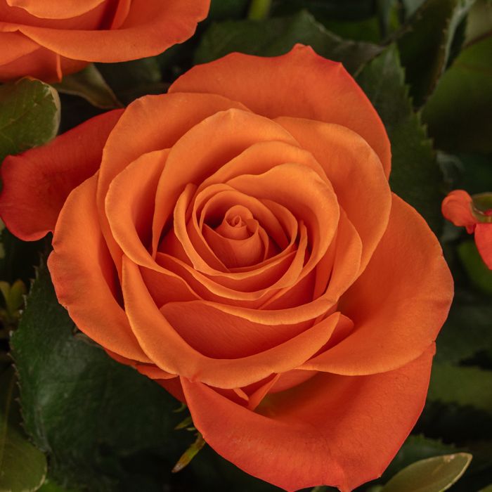 dark orange roses