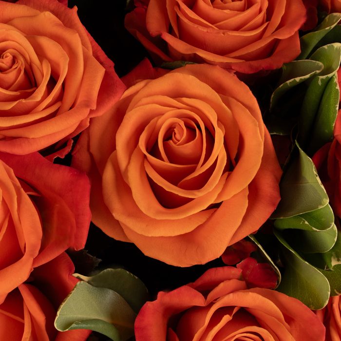 orange and yellow roses