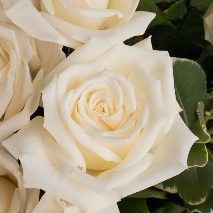 white rose
